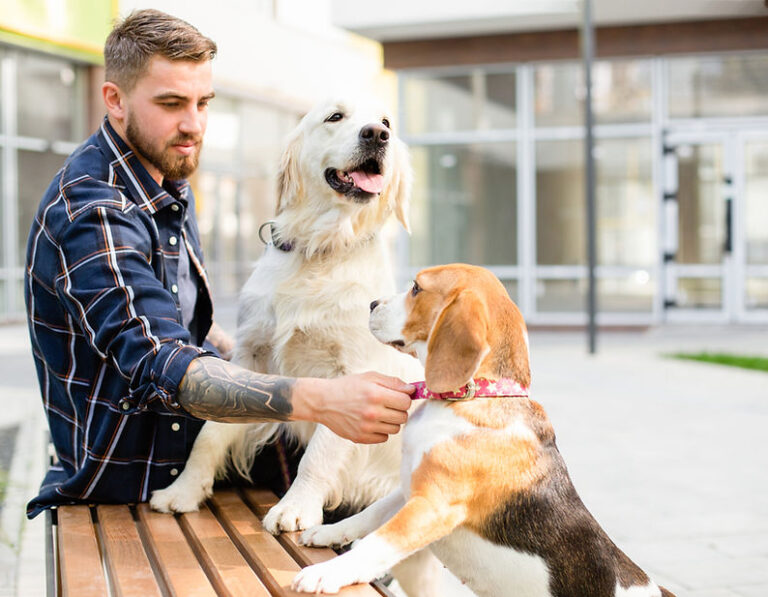 PET TRANSPORT – RADIANT WAY CARRIER